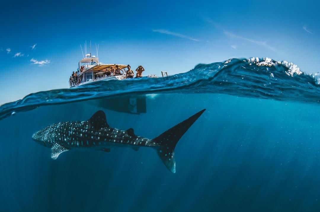 Journey Beyond Gift Voucher - Exmouth Dive and Whale Sharks