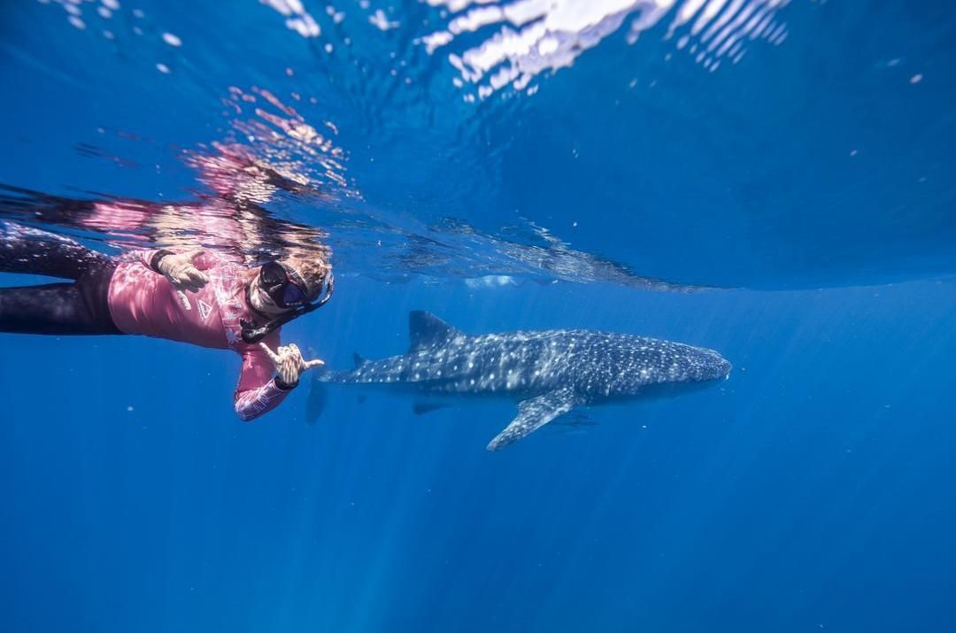 Whale Shark Eco Tour - Exmouth Dive and Whale Sharks