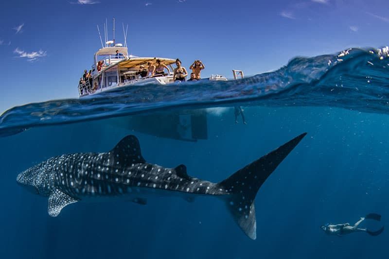 Exmouth Dive & Whalesharks Ningaloo | Whale Shark Tours | Diving Tours